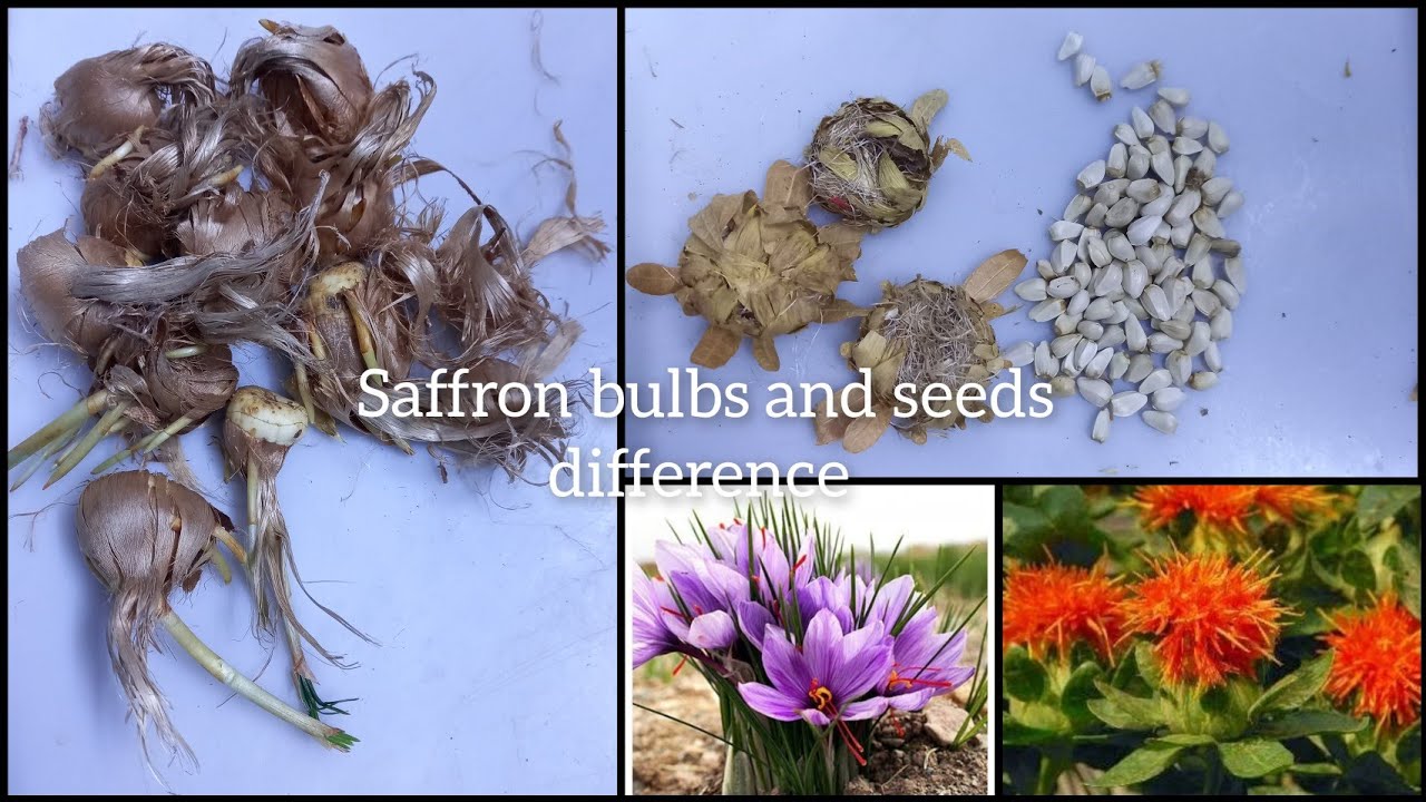 What is the difference between zafran bulbs and zafran seeds ...