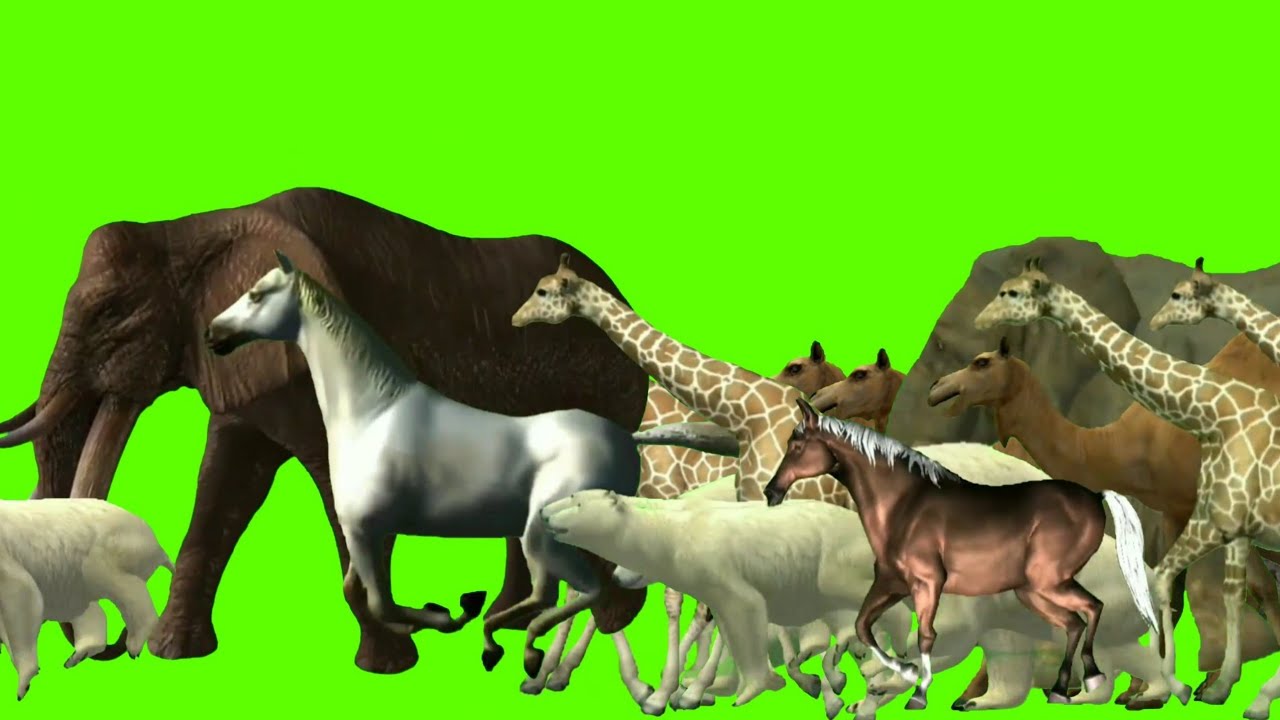Wildlif crossing animated video | Animal zoo video | Animal stampede ...