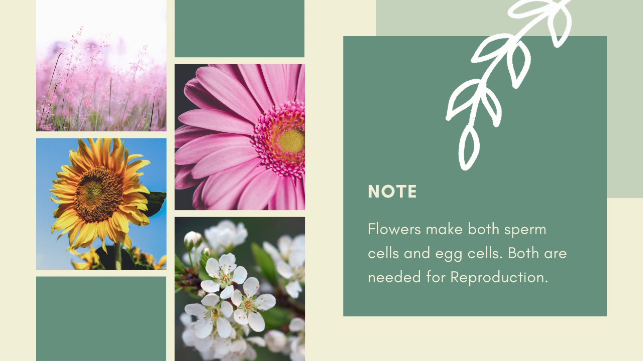 Lesson 5 - Grade 4 - Plant Reproduction - YouTube