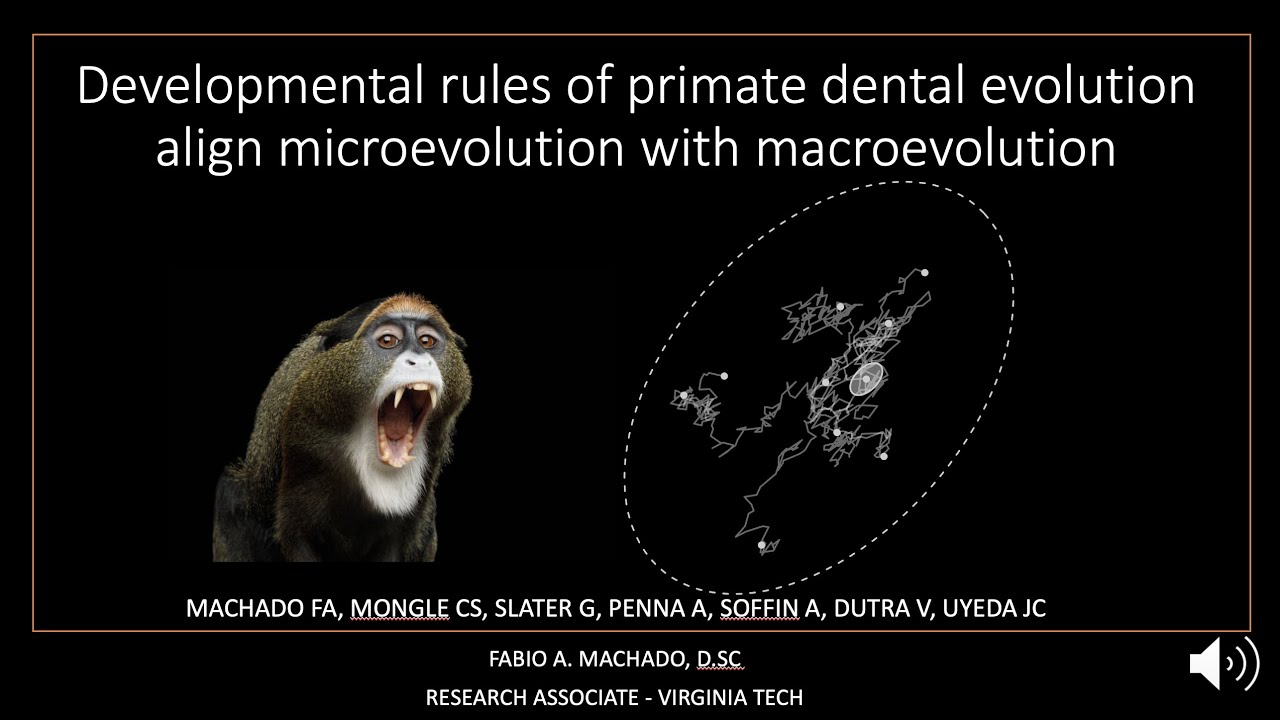 Developmental rules of primate dental evolution align microevolution with macroevolution - YouTube