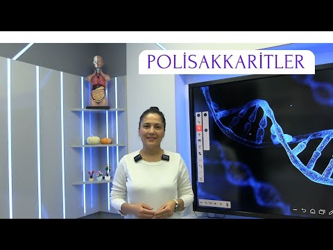 POLİSAKKARİTLER KISA ANLATIM