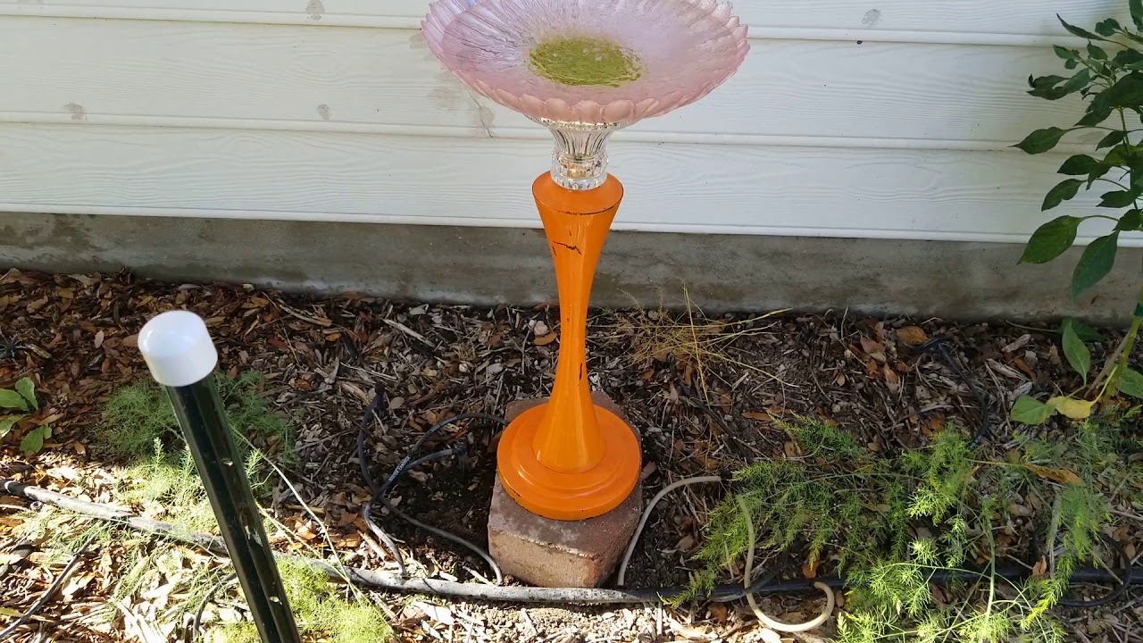 DIY Water Station for Pollinators, Bees, Birds, Bird Bath - YouTube