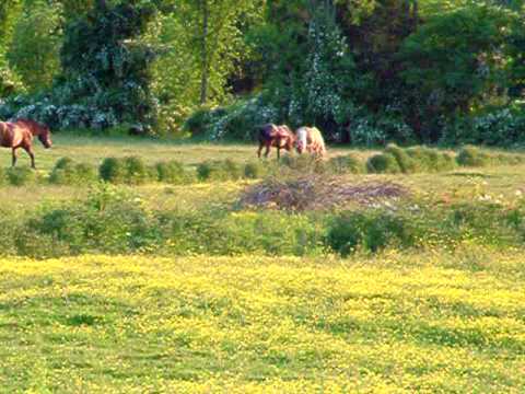 Payne Farm Too - The Beauty of Horses - YouTube