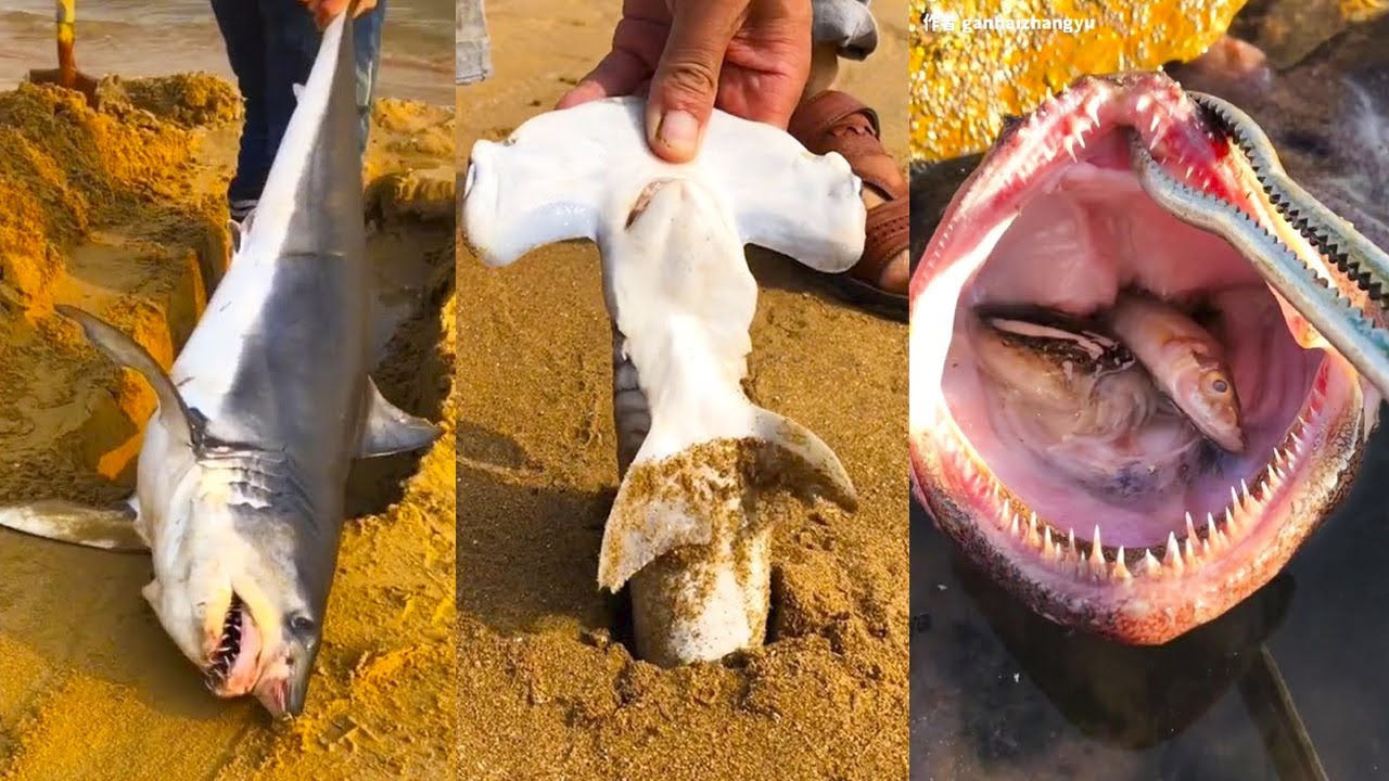 Fishing Videos - Catching Seafood Include Fish, Crab, Octopus #12 - Tik ...