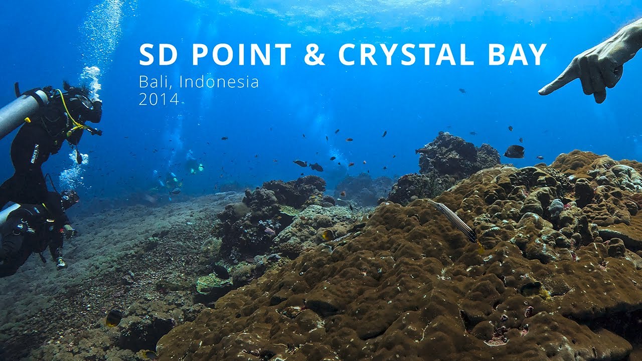 Diving at SD POINT and CRYSTAL BAY, Bali - Indonesia, 2024 - YouTube
