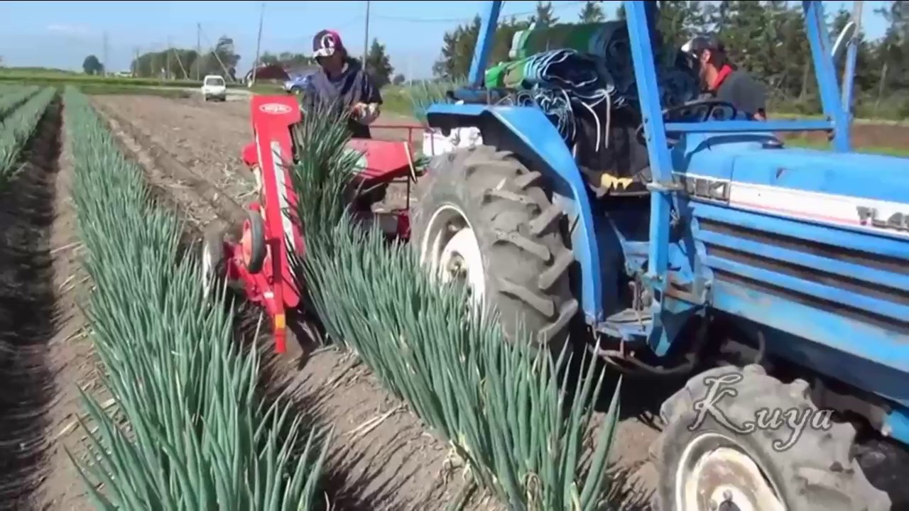 Harvest Leek With a GIANT Tractor in Japan - YouTube