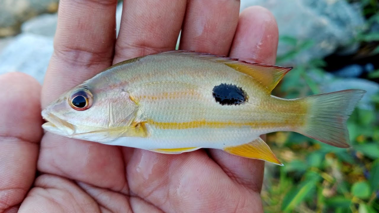 Mancing Ikan Tanda & Kerong Di Kuala Besut - ep60 - YouTube