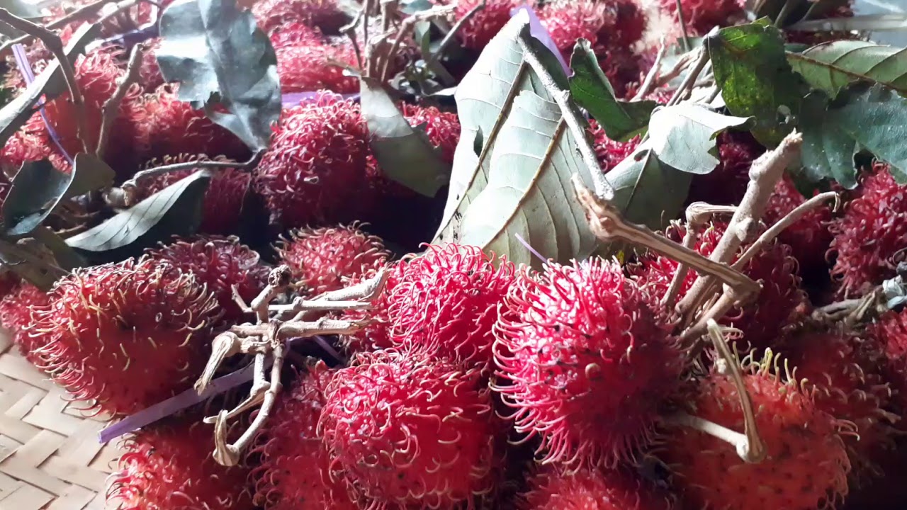 Murce!!!! 12 ikat rambutan 10k #buahrambutan #rambutan - YouTube