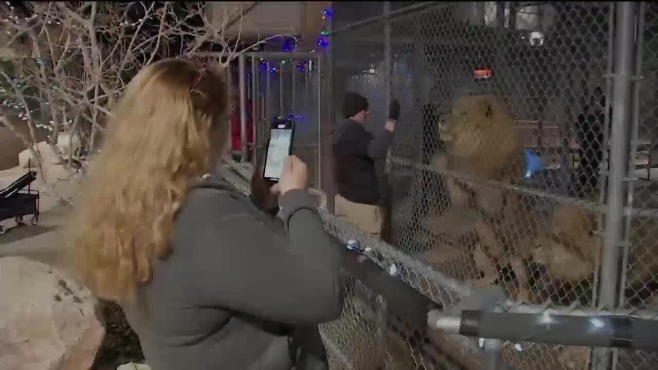 The holiday season arrives at Lion Habitat Ranch - YouTube