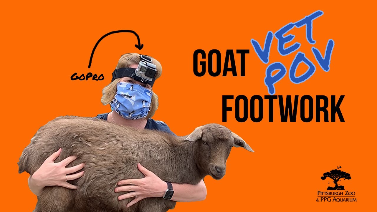 Goat Footwork - From a Vet's Point of View! (Vet Series) - YouTube