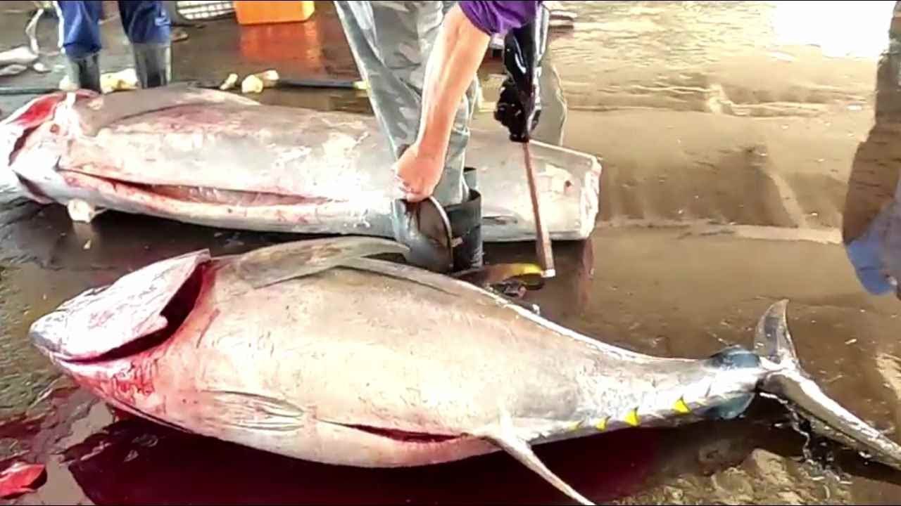 Perfect Bluefin Tuna Cutting Skills - How to cut Bluefin Tuna - YouTube