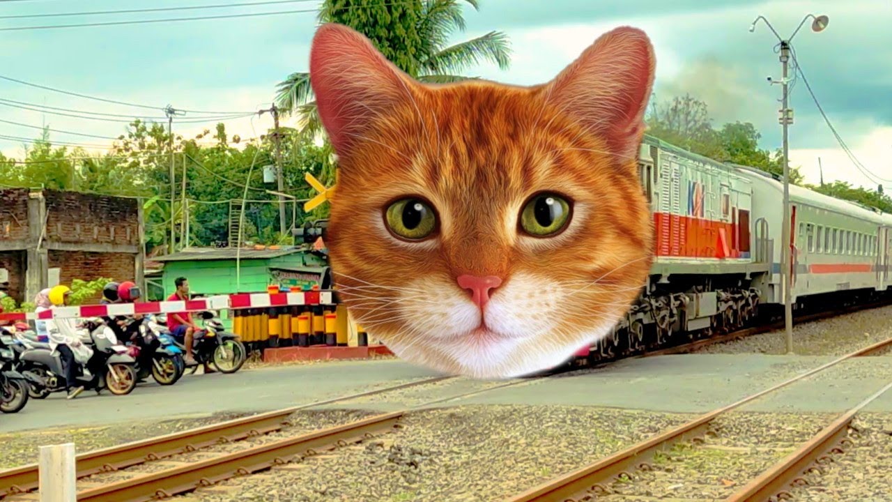 RAME!! Ada kereta api wajah kucing lewat,tapi kok sendiri!? Kan sepi ...