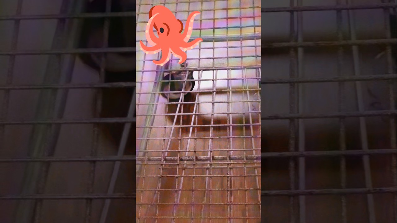 Epidemic of Bad Wheels - YouTube