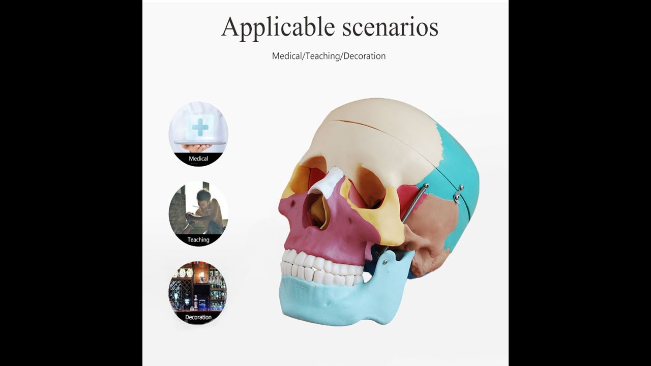 Life-Size Plastic Skull with Colored Bones - YouTube
