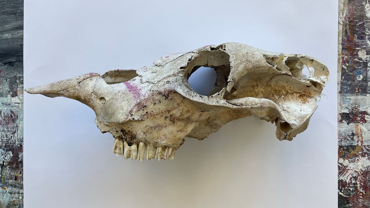 Cow Skull Complete Process - YouTube