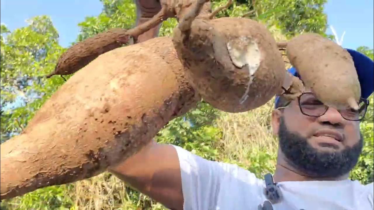 Sacando Yuca. Nos Atacan las Avispas. Le Prendemos Fuego a las Avispas. - YouTube