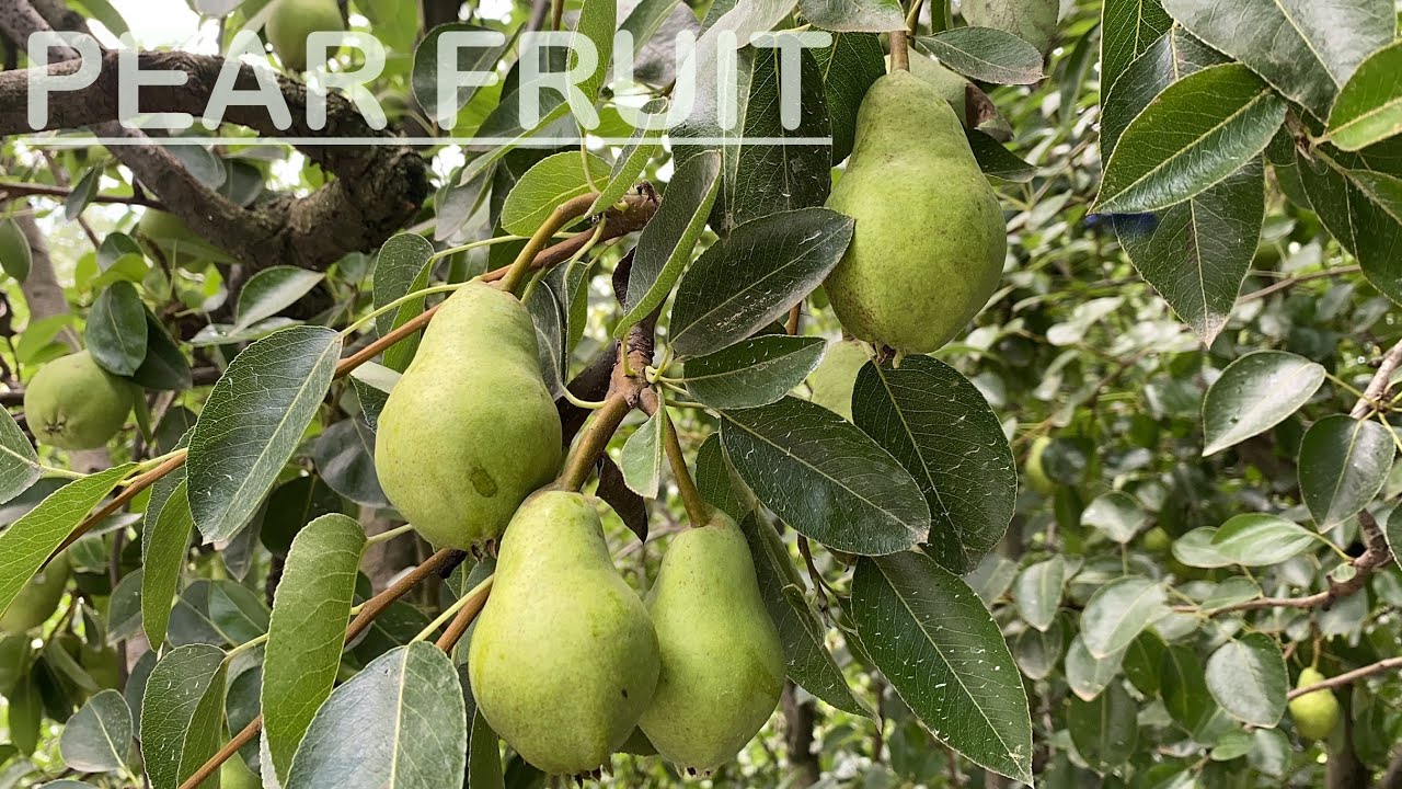 Pear Fruit In July 🍐 - YouTube
