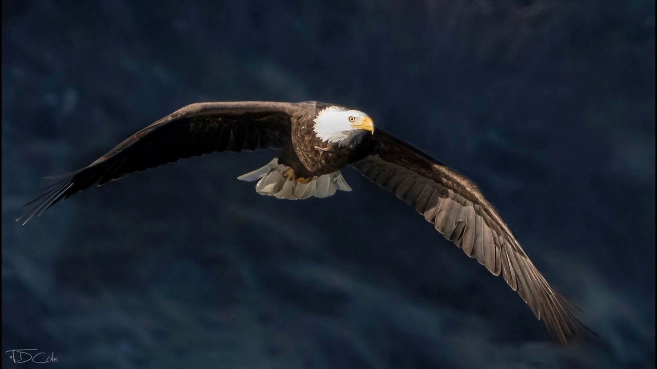 Coeur d'Alene, Idaho Bald Eagles 2018 - 2019. - YouTube