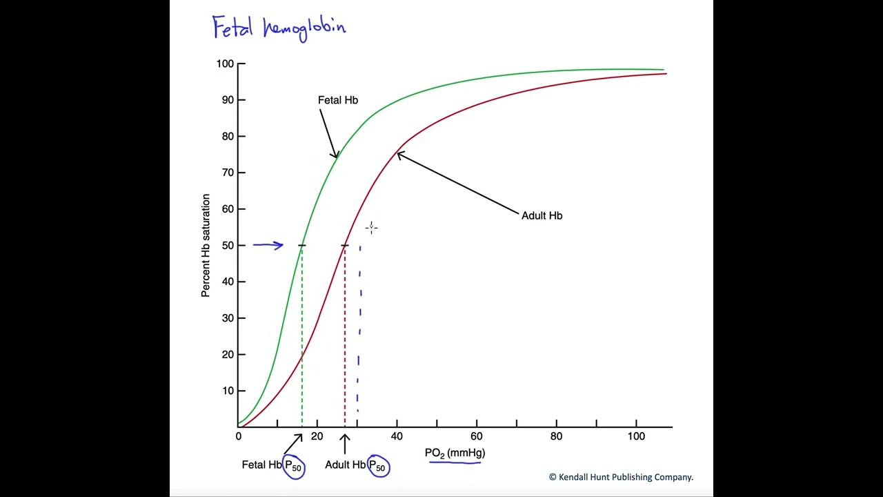 Fetal hemoglobin - YouTube