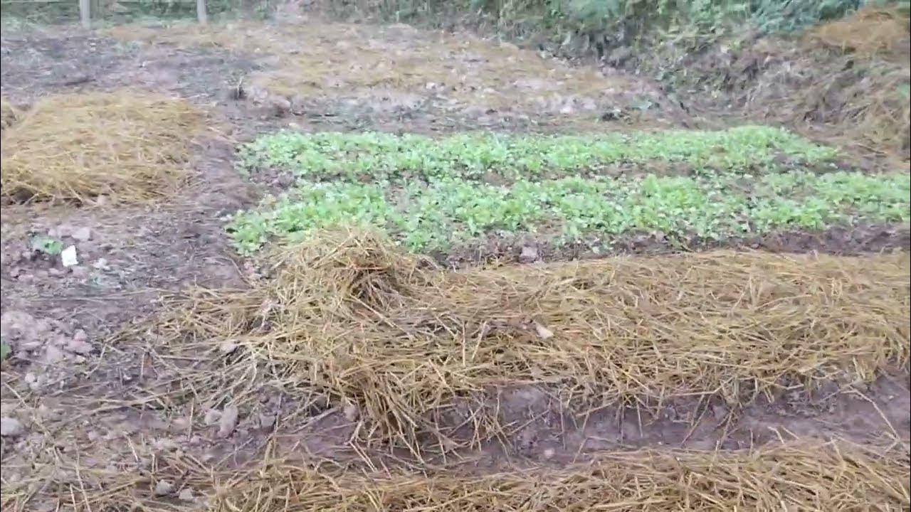 Tag kis no sawv ntxov mus ywg zaub 8/1/2024 - YouTube