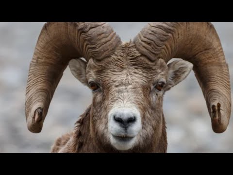 Ep. 32(prt. 2)-Who of Yah(chap. 4)-Under the Witches moon(ep. 6)-Coffee ...