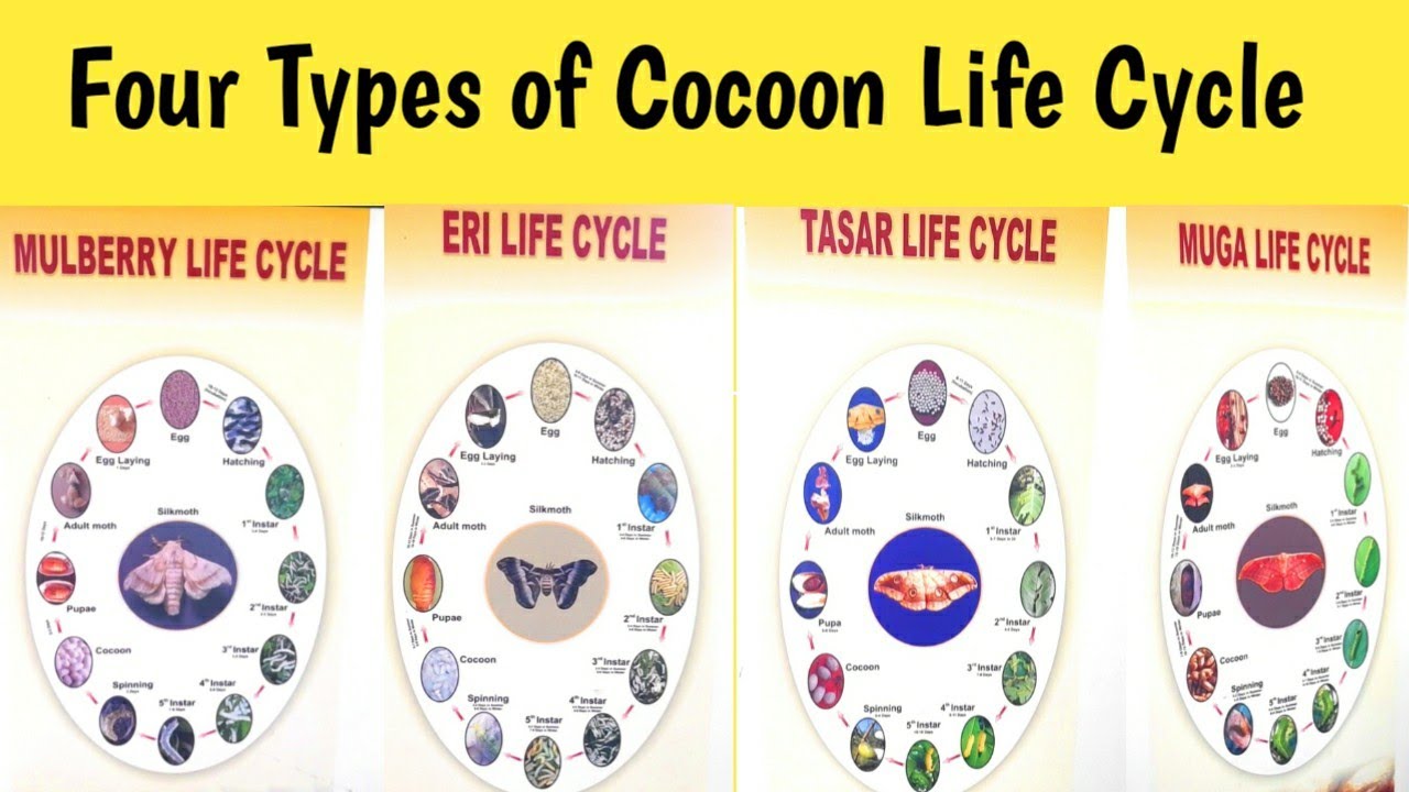 Four Types of Cocoon Life Cycle | MULBERRY, ERI, TASAR and MUGA LIFE ...