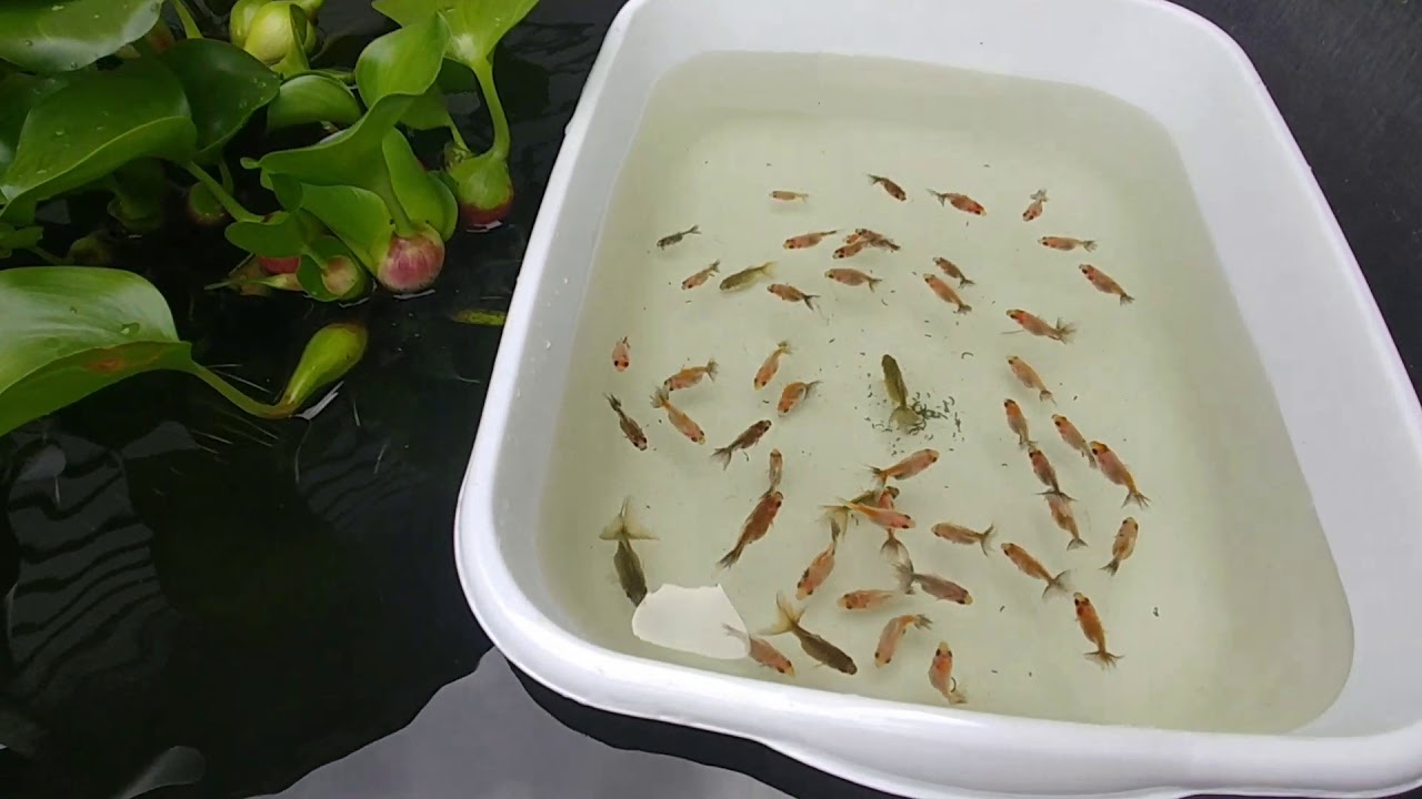 Goldfish Culling!!! - YouTube