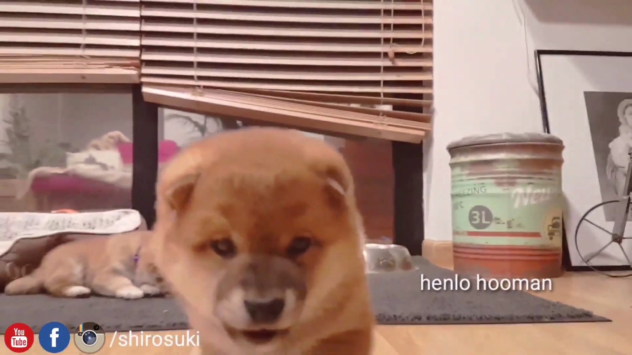 Potat doin me a love chase 🥰 Shiba Inu puppies (with captions) - YouTube