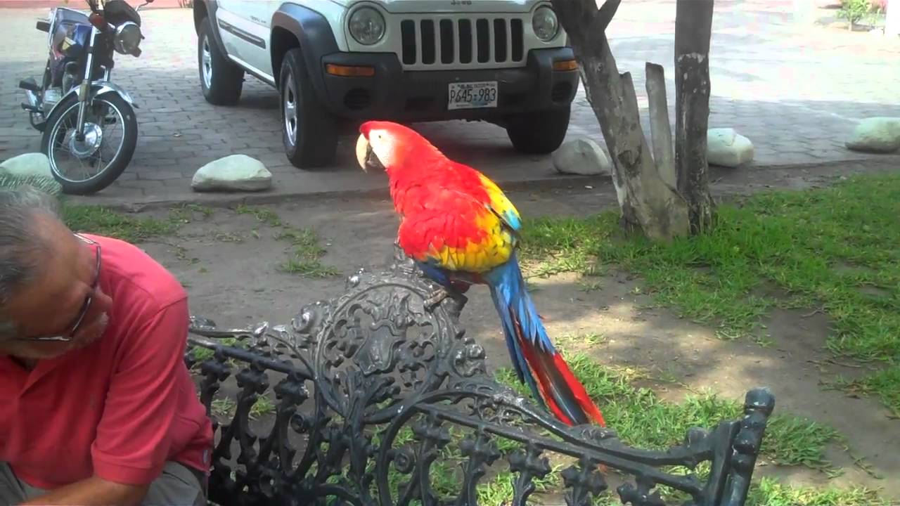 Kokomo - El Salvador Parrot.MP4 - YouTube