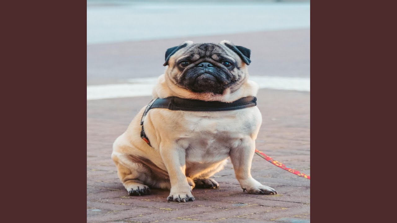 Pug Tough - YouTube