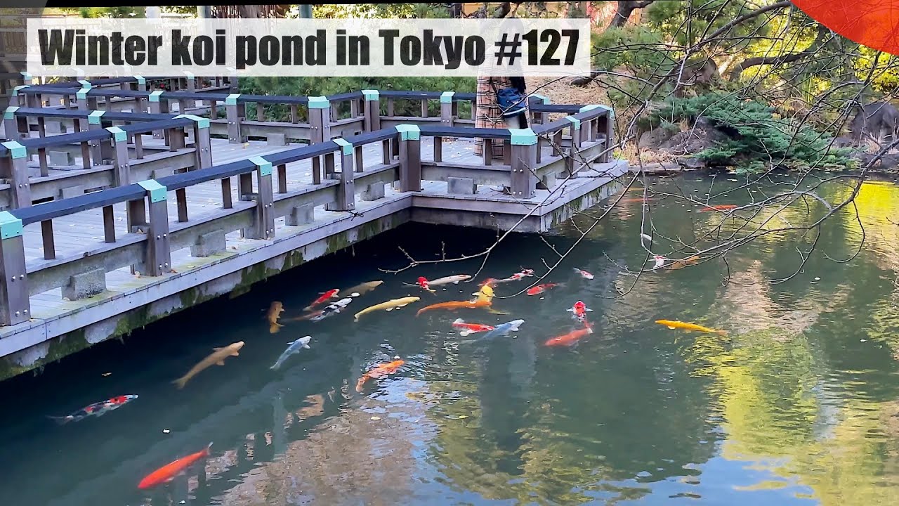 Winter koi pond in Tokyo(Togo shrine, Harajuku, Tokyo) - YouTube