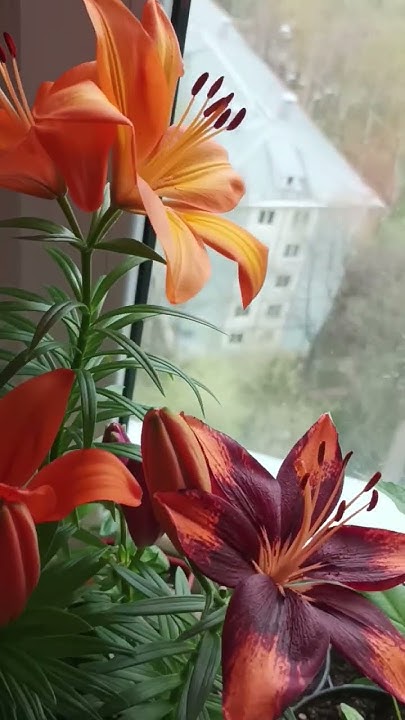 Лилии Лава Джой, Селект Джой и Тайни Лайон на подоконнике #цветы #сад # ...