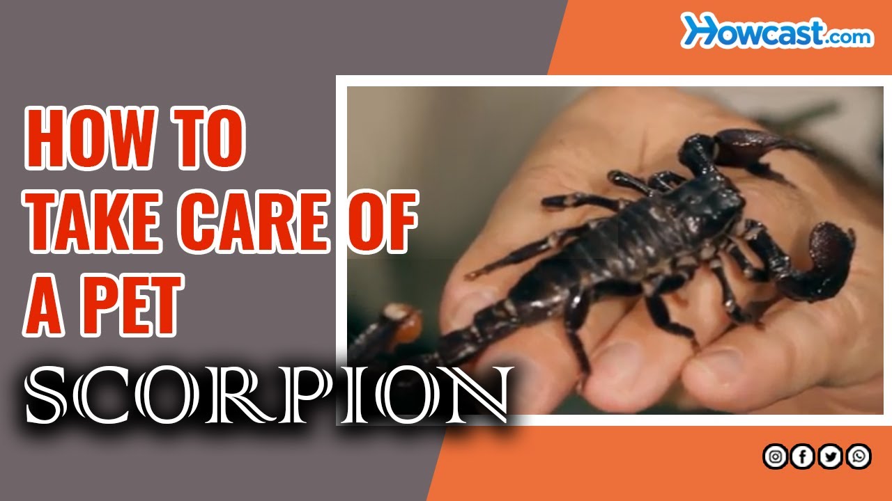 How To Take Care of A Pet Scorpion # shorts - YouTube