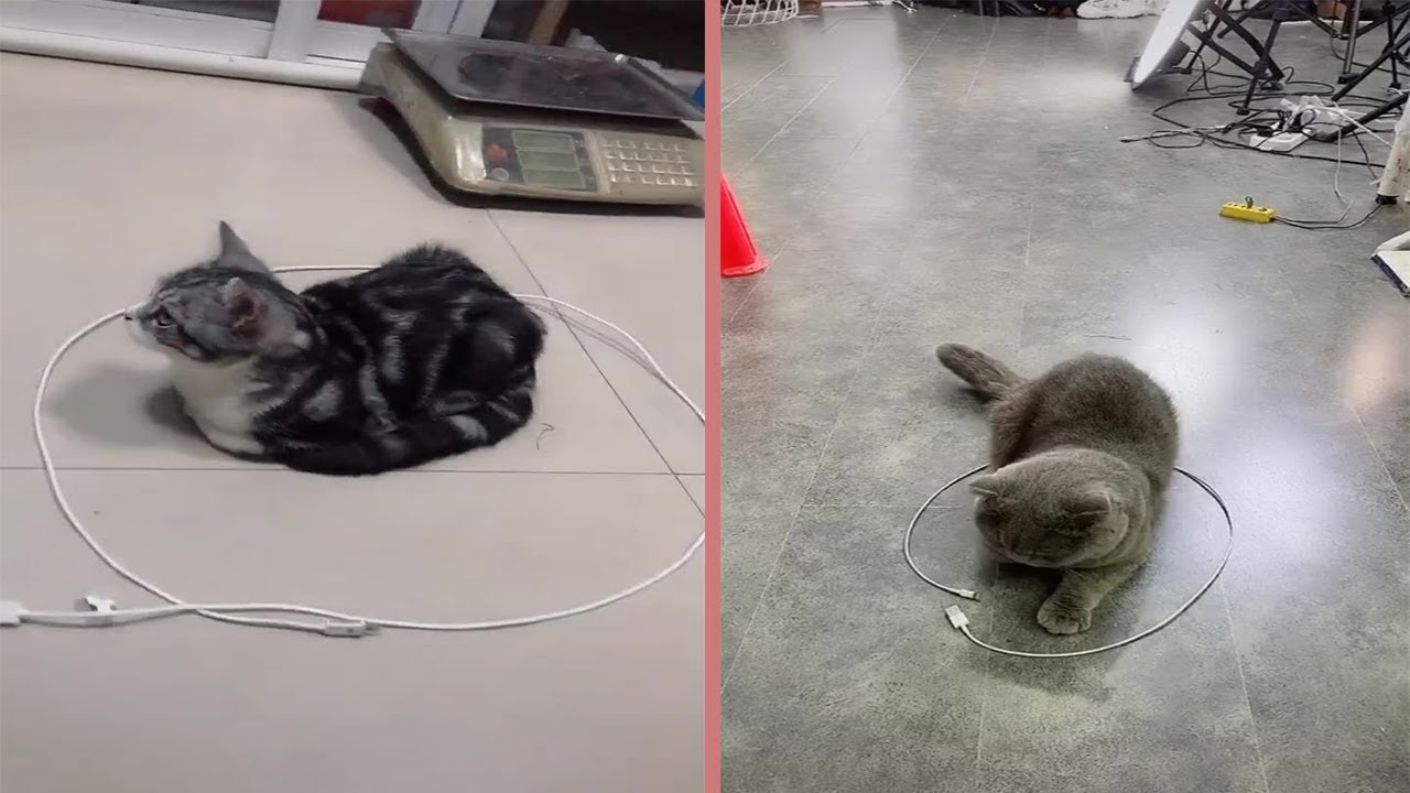 Cat Circle - YouTube