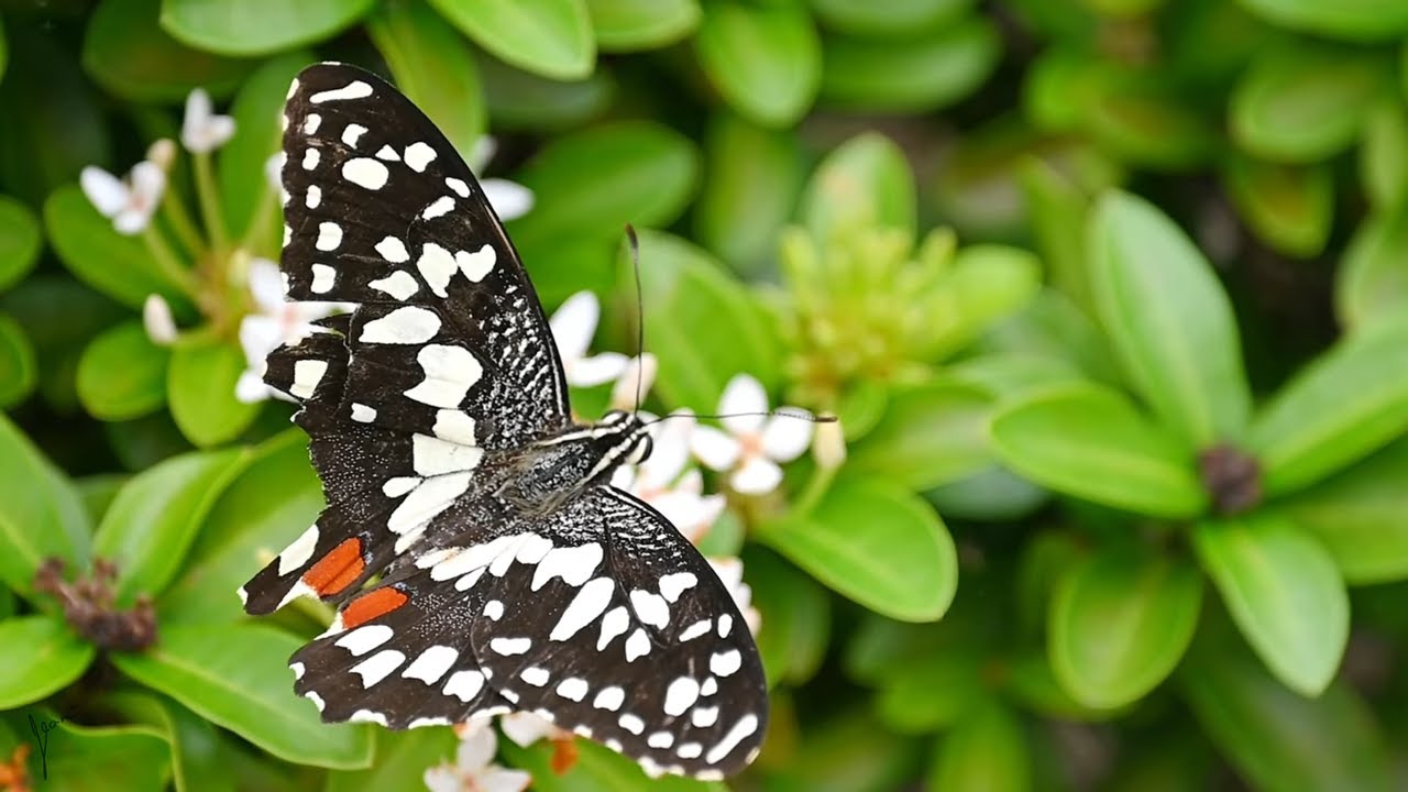 Experience the cuddling of butterflies and flowers to the gentle tunes ...