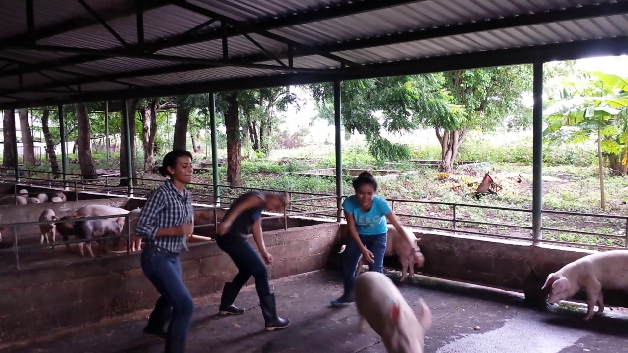 Trying to catch pigs - YouTube