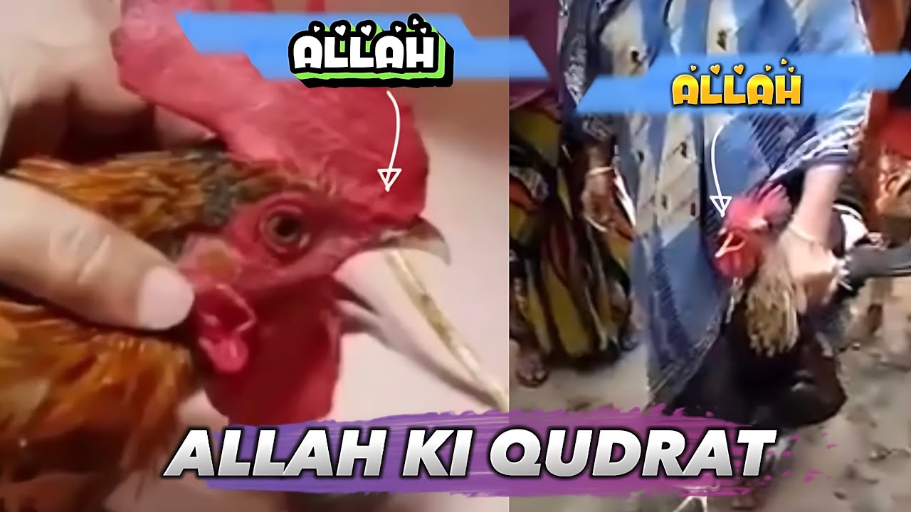 Chicken saying Allah Allah | Miracle of allah - YouTube