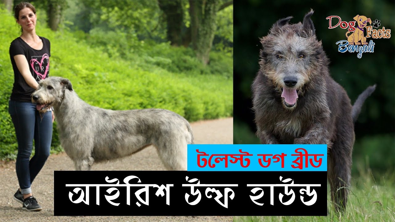 Irish Wolfhound Dog Facts in Bengali | Dog Facts Bengali | Irish Dog ...