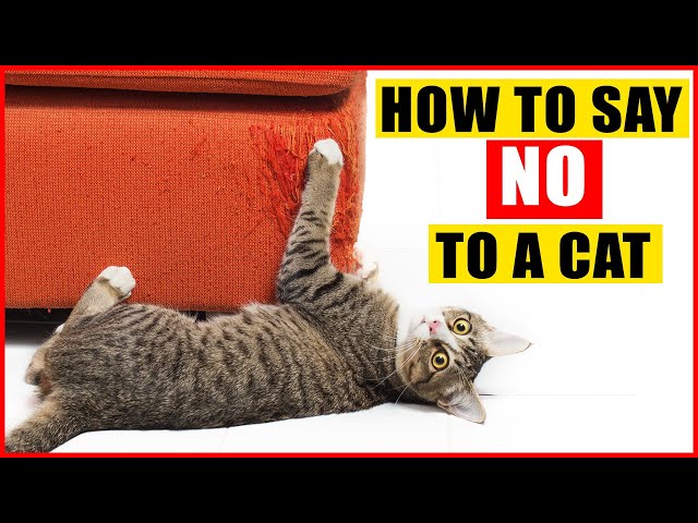 Animals Saying Stop It