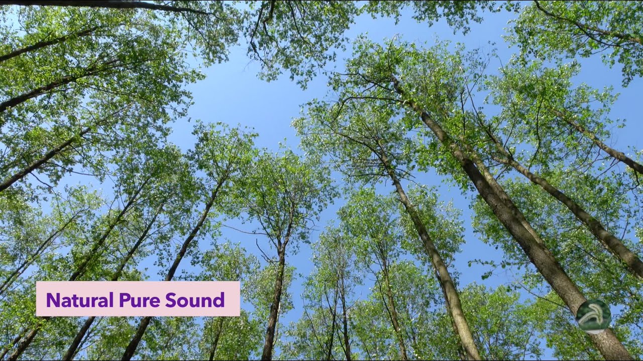 Natural Pure Sound 自然純音 - YouTube