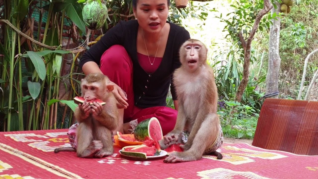 Smart handsome Koko and Yoko eating watermelon /Koko&Yoko official ...