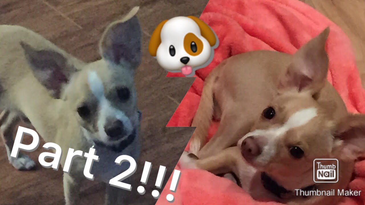 Charlie Compilation!!!| Part 2!!! - YouTube