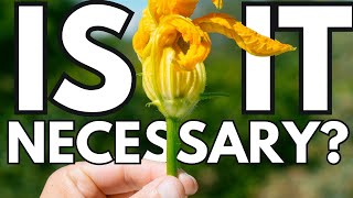 Is HAND Pollination Worth Your Time? This Is What Science Says…
