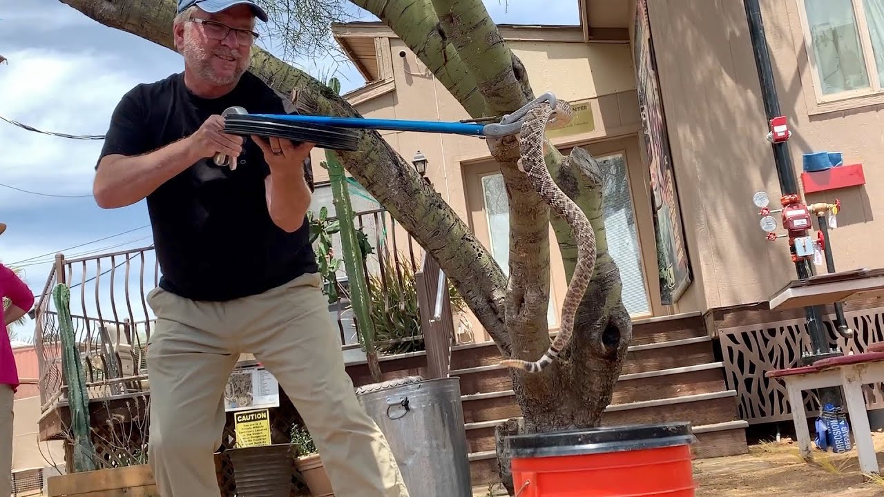 Rattlesnake Wrangler!? Phoenix Herpetological Society - YouTube