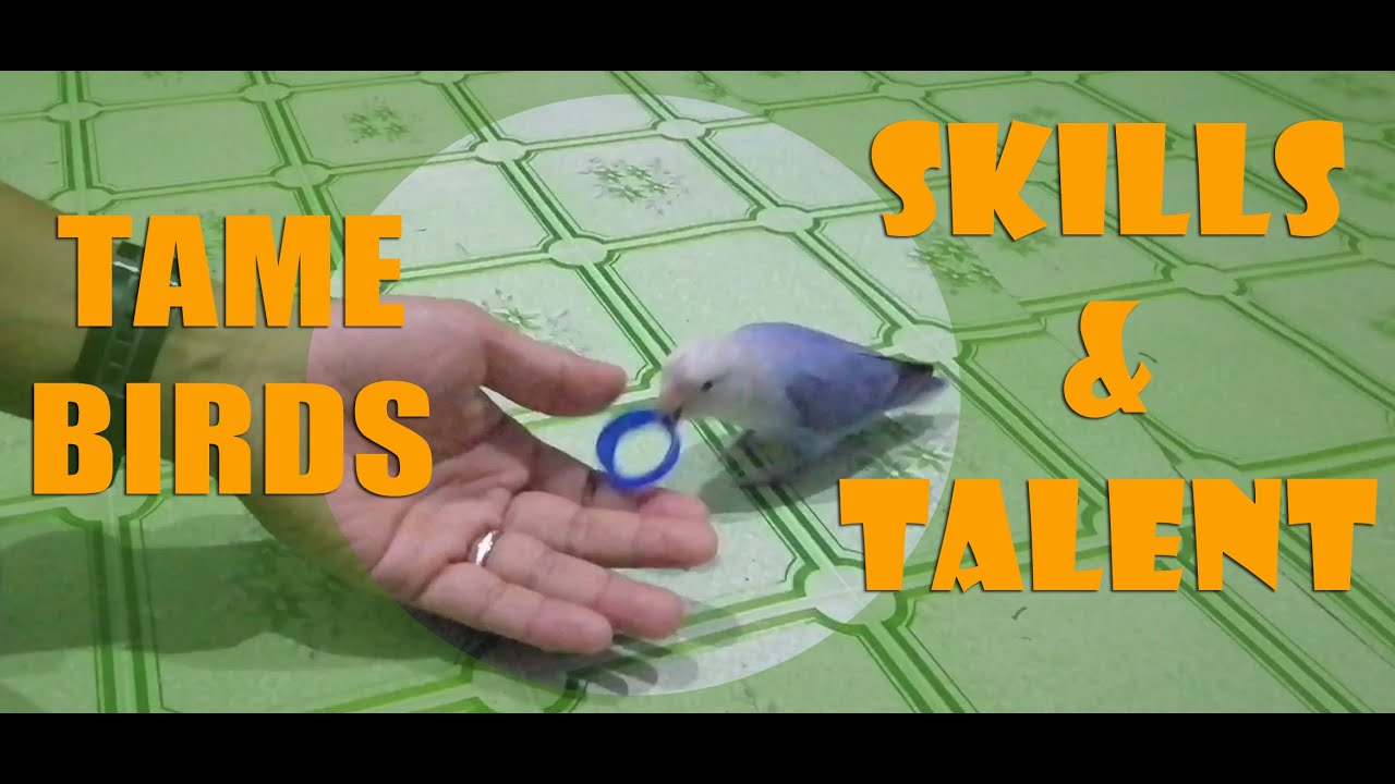 AFRICAN LOVEBIRDS SKILLS AND TALENT / TAME BIRDS SKILLS AND TALENT ...