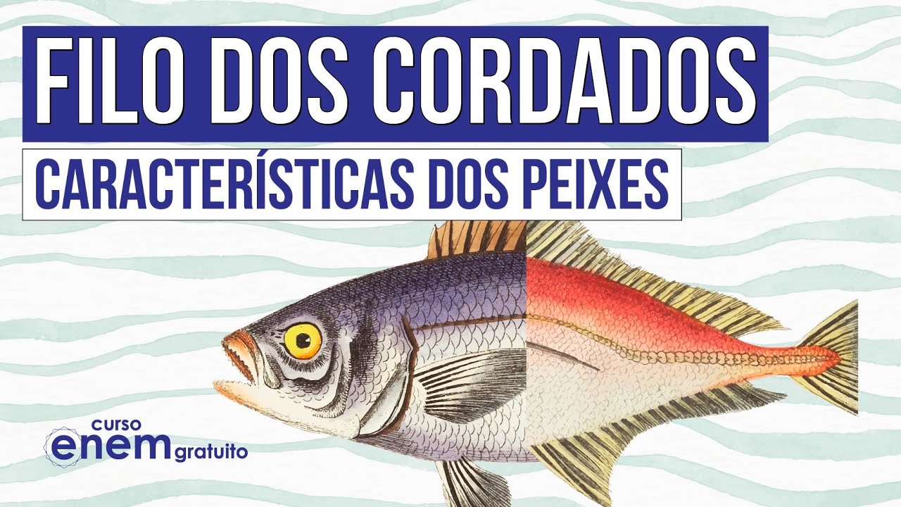 FILO DOS CORDADOS: características dos peixes | Biologia para o Enem ...