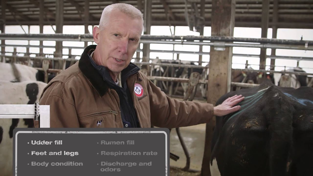 Fresh Cow Visual Observation (Back) - YouTube