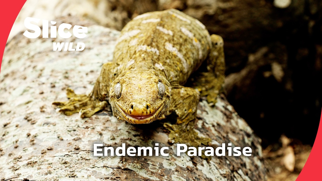 New Caledonia: A Hidden Paradise of Endemic Wonders | SLICE WILD | FULL ...