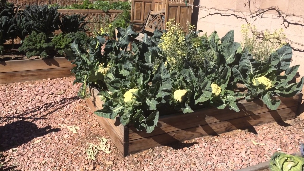 Mini Cauliflower Harvest - YouTube