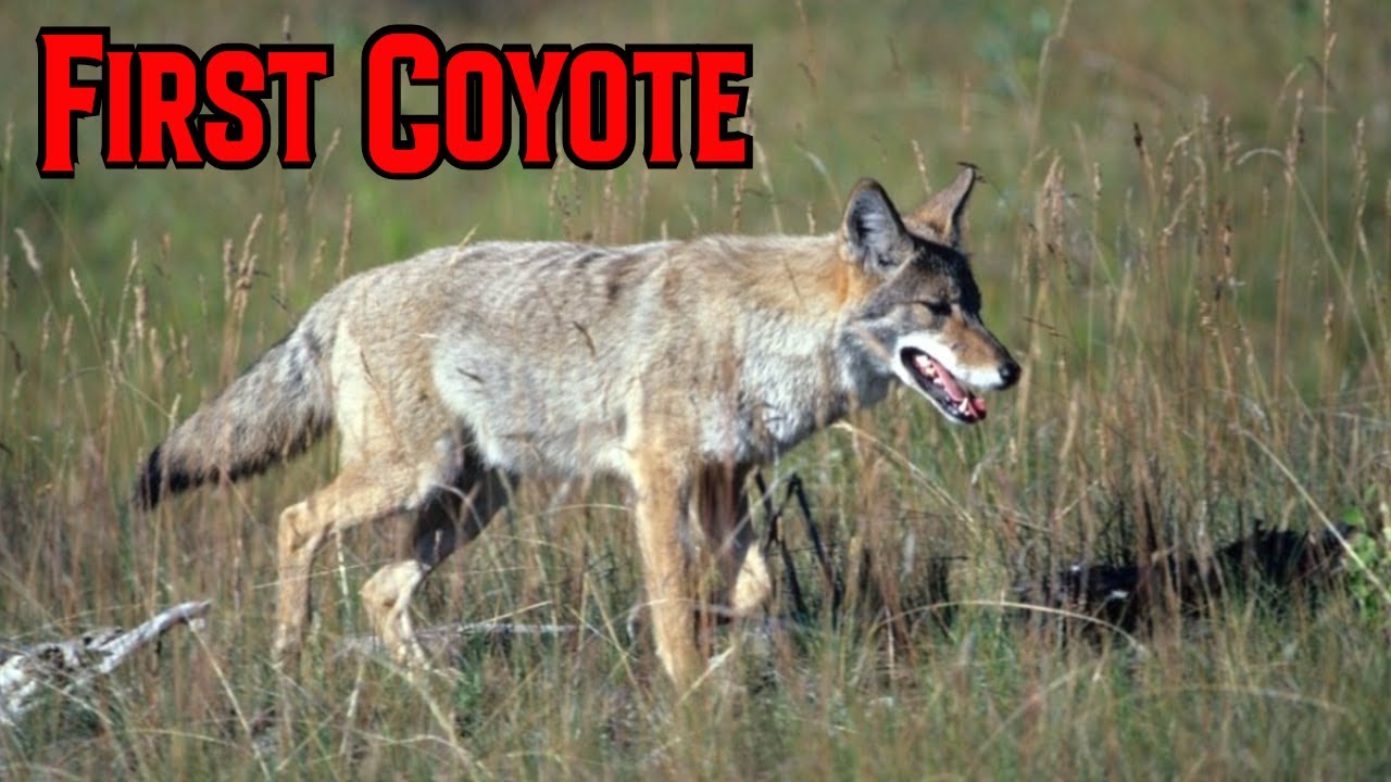 The First Coyote On Trail Camera! - YouTube